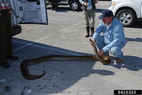 Pythons Genus Python