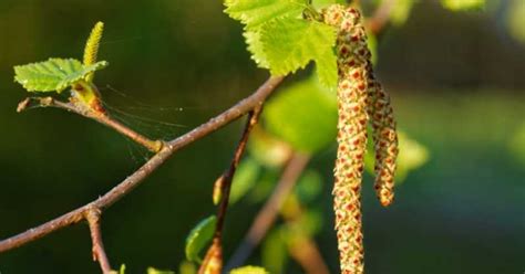 Monoecious Plants Examples And How To Identify Them The Gardeners World