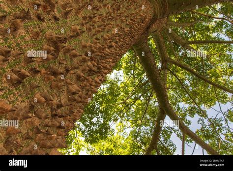 Spikes On Tree Trunk Hi Res Stock Photography And Images Alamy