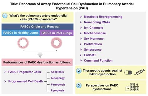 Panorama Of Artery Endothelial Cell Dysfunction In Pulmonary Arterial