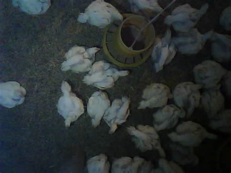 Capstone Chicken Object Detection Dataset By Senpro