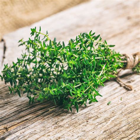 How To Make Thyme Tincture At Home Culinary And Herbal Guide Culinary