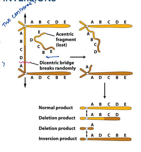 Chromosome Mutations And Population Genetics Flashcards Quizlet