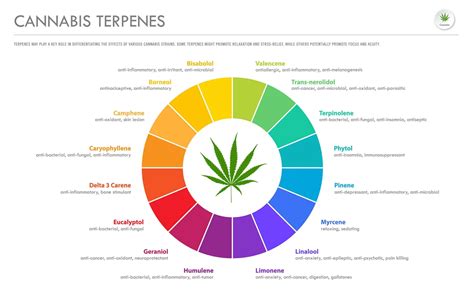 What Are Terpenes And How Do They Affect Your Cannabis The Basics Of