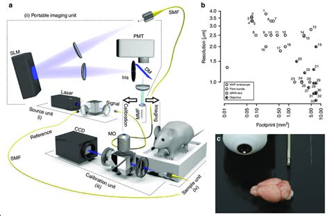 Mmf Imaging System For Minimally Invasive Deep Brain In Vivo Imaging Download Scientific
