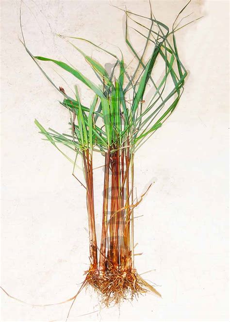 Citronella Plant Anti Lamok Manila For Sale