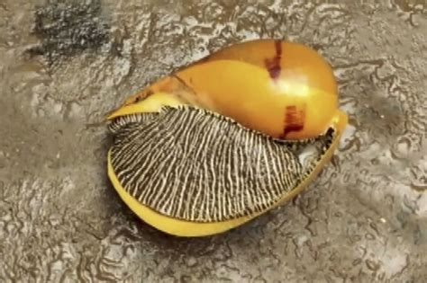 Detail Jenis Jenis Siput Laut Koleksi Nomer 45