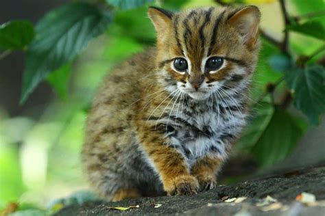 The Rusty Spotted Cat Discovering The Worlds Smallest Cat Modern Cat