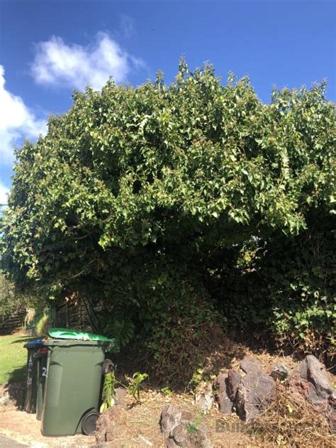 Tree Removal 467764 Builderscrack