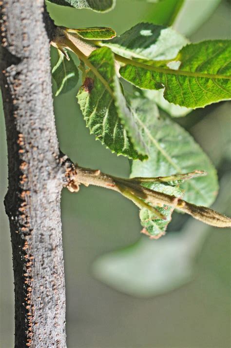 Pappea Capensis Tree Sa
