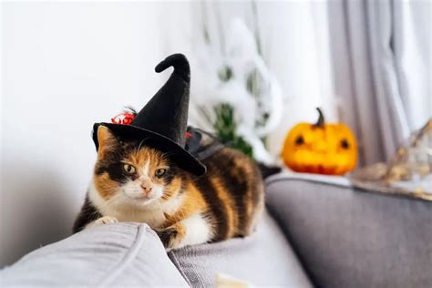 Understanding Ear Tipping In Cats A Guide For Cat Lovers