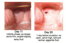 Cervix Ovulation