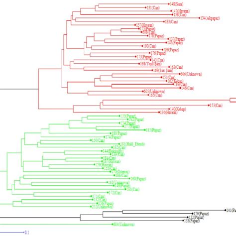 Dendrogram Showing Genetic Diversity Among P Cerasifera Genotypes As Download Scientific