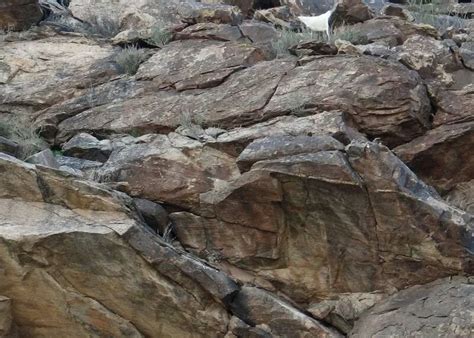 Cougar Camouflage Is 🔥 Natureisfuckinglit