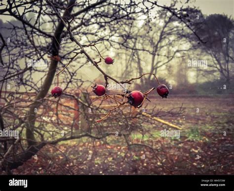 Wild Red Berries Hi Res Stock Photography And Images Alamy