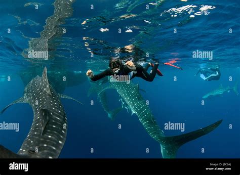 Whale Shark Stranding Points To Silting Of Indonesias Kendari Bay Trysek