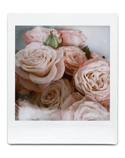 Polaroid Filter Photo With Pink Roses
