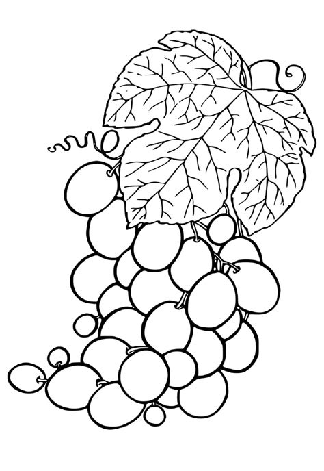 Dibujos De Uva Para Colorear E Imprimir Coloringlib