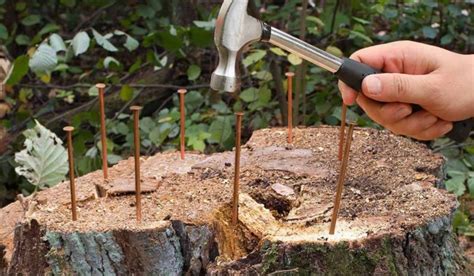 comment tuer un arbre sans laisser de traces aude location