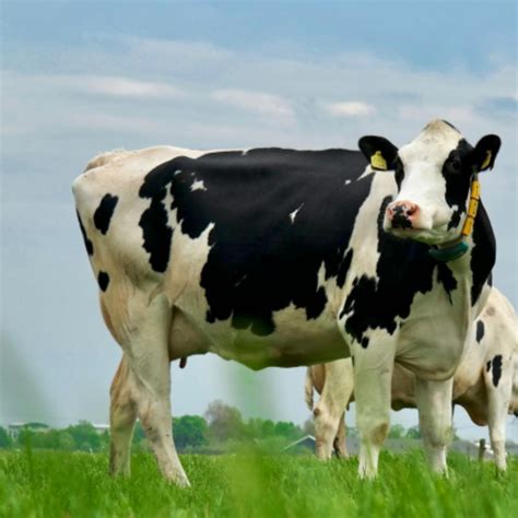 Cow Chengdu Sustar Feed Co Ltd