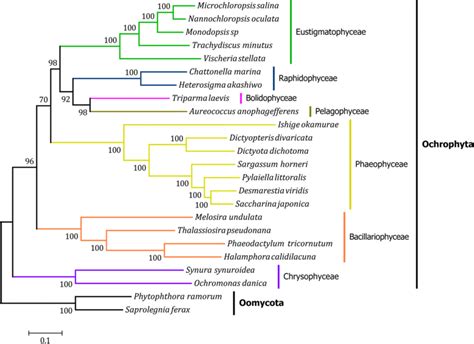 Phylogenetic Tree Based On Maximum Likelihood Ml Analysis Of Amino