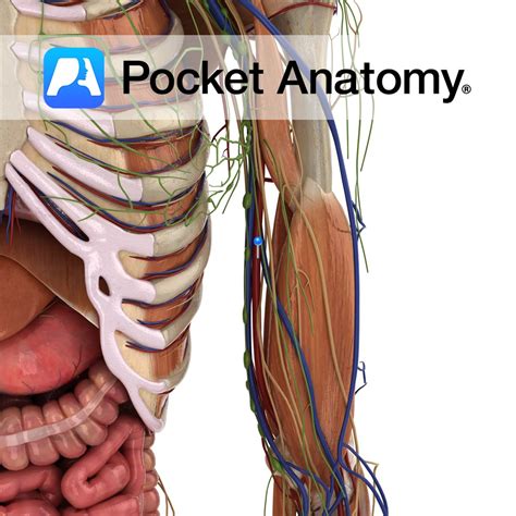 Median Nerve Brachial Artery