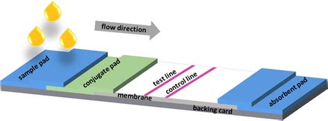 Setup Of A Lateral Flow Assay For The Detection Of One Analyte Download Scientific Diagram