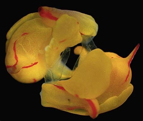 Why Rough Sea Slug Sex Is Good Fox News