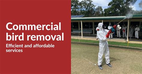 Bird Nest Removal Toorak 0480 022 718 Emergency Residential Commercial Service