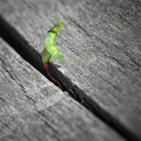 Nitrate Reductase Structure Function And Regulation Neci Superior Enzymes