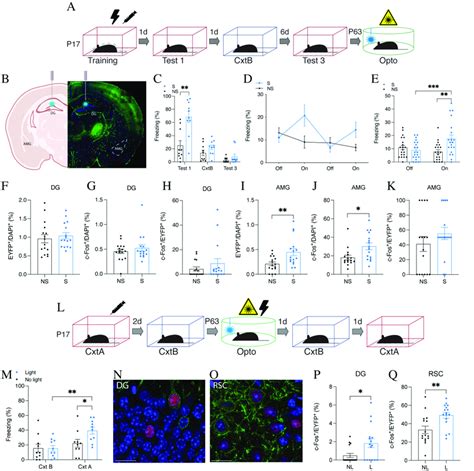 Artificial Updating Of Infant Encoded Engram Cells Permanently Download Scientific Diagram