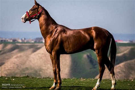 Captivating Akhal Teke Irans Majestic National Heritage Parques