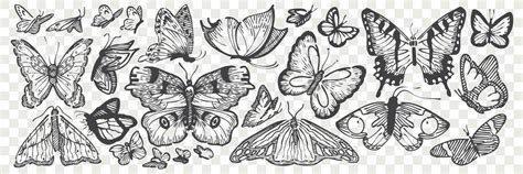 Hand Drawn Butterflies Doodle Set 23883588 Vector Art At Vecteezy
