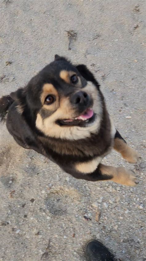 깜순이네 딸기 🍓 논산 딸기 설향 킹스베리 감순이 요즘 취미가 새 잡기예요 이걸 어쩌면 좋담 그래서 새 잡는다고 저어기 아래 둑으로까지 내려갔는데 모래