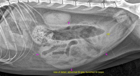 Rad Regional Mesenteric Peritonitis Or Effusion In A 4 Year Old Dsh Cat Presented For