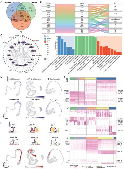 Cross Species Comparative Single Cell Transcriptomics Highlights The Molecular Evolution And