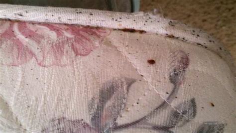 What A Bed Bug Infested Mattress Looks Like Mesa Az — Responsible