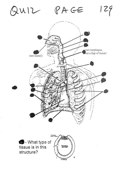 Lung Quiz Rofe Diagram Quizlet