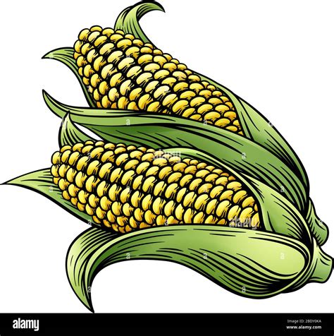 Ear Of Corn Drawing