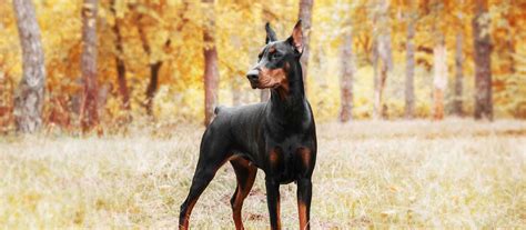 King Doberman Pinscher
