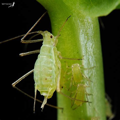 Sex Pests Photosynthesis Awesome Aphids Pygmy Loris