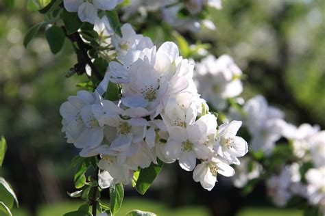 Pleasant Summer Flowers Free Image Download