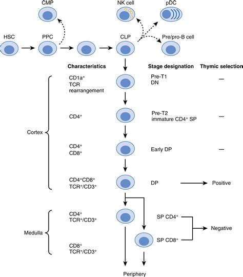T Cell Development Clinical Tree
