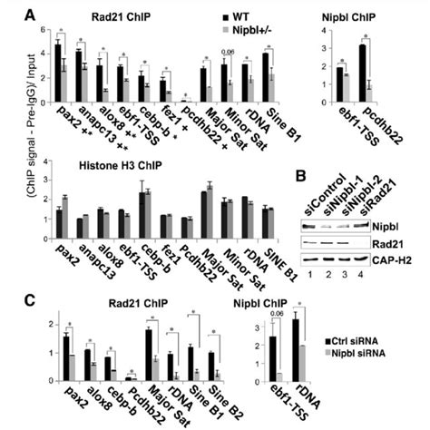 Nipbl Reduction Decreases Cohesin Binding A Manual Chip Q Pcr Of Download Scientific Diagram