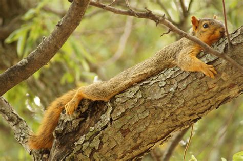 Squirrel Hugging A Tree By Charaznableredcomet On Deviantart