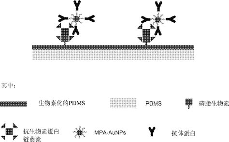 Method For Fixing Protein On Surface Of Polydimethylsiloxane Eureka Patsnap