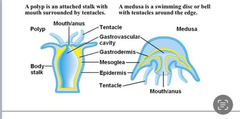 Phylum Cnidaria Flashcards Quizlet Phylum Cnidaria Flashcards Quizlet
