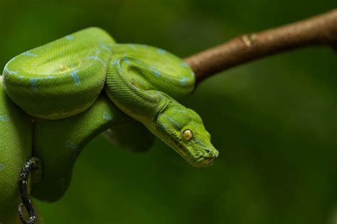 Premium Photo Snake Green Tree Python On Tree Branch