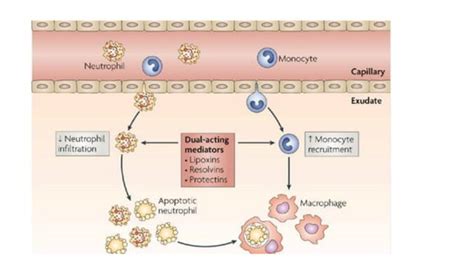 Immunology Lecture 6 Phagocytosispdf