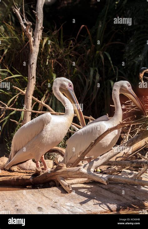 Great White Pelicans Pelecanus Onocrotalus Nest On An Island In The